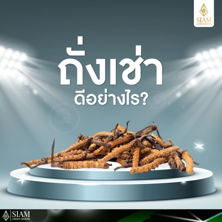 ถั่งเช่า มันคืออะไร ดีอย่างไร? - SIAM GREEN LEGEND CO., LTD.